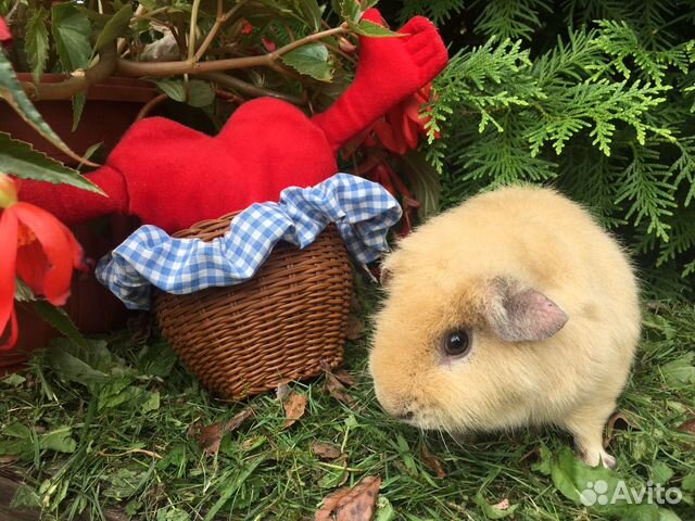 Американский тедди, самец