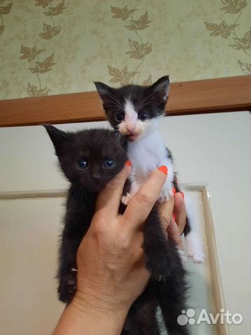 Котята 1 месяц