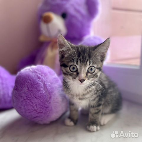 Котенок Клёпа в дар