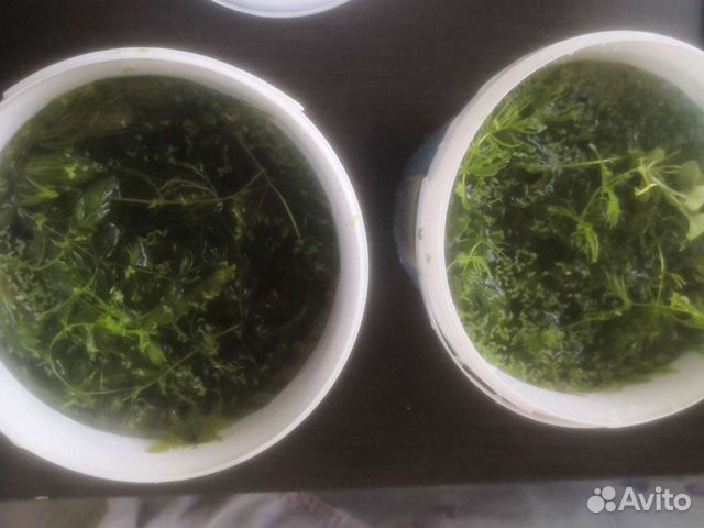 Трава в аквариум