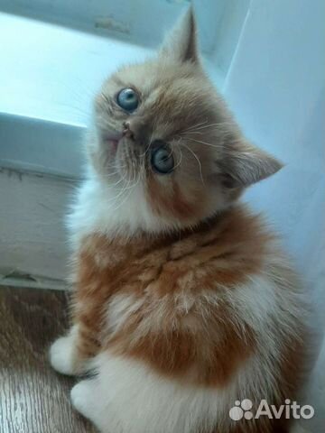 Экзотическая кошка