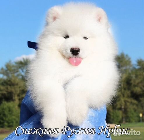 Самоед щенки Медвежий тип(Тяжёлый костяк)