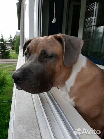 Амстафф щенок в хорошие руки