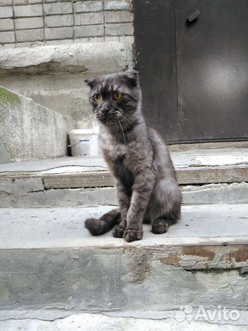 Потеряшка котик