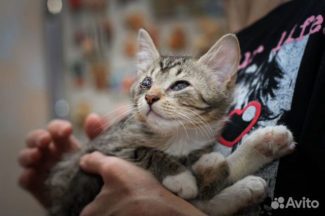 Котенок девочка 5мес