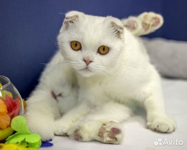 Белоснежная кошка ищет дом