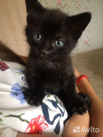 Черный котенок