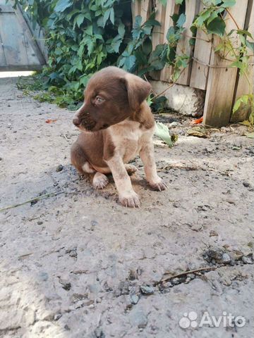 Продам щенков дратхаара