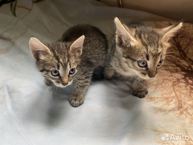 Котята (близняшки - Сименс и Люси)