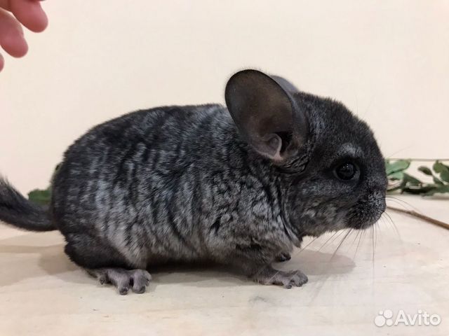 Шиншилла эбони средний