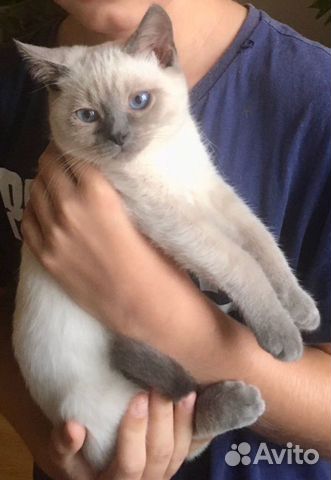 Тайский котенок блю пойнт