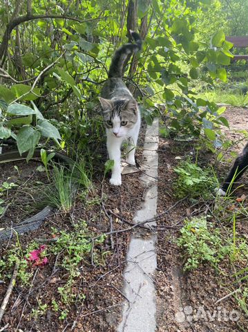 Кот в хорошие руки