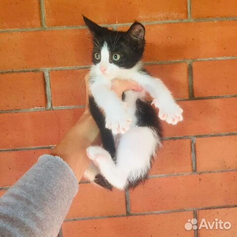 Котят от брошенной на дачах на зиму кошки