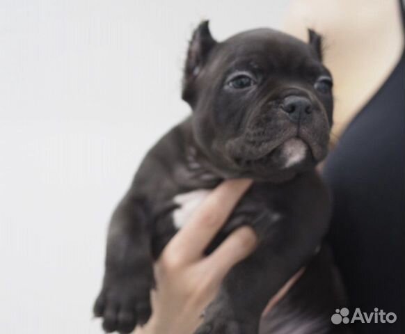 Американский булли кобель черный