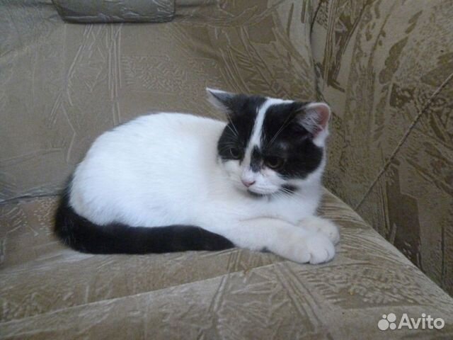 "Молниеносный" котик
