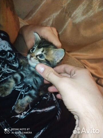 Кошечка от мышеловки