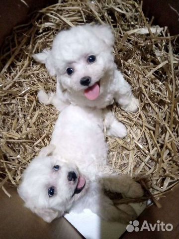 Белоснежные ангелочки Бишончики