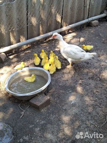 Утка с утятами