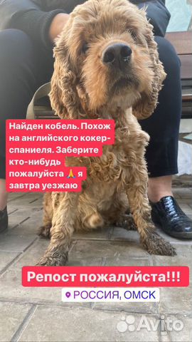 Кокер спаниель