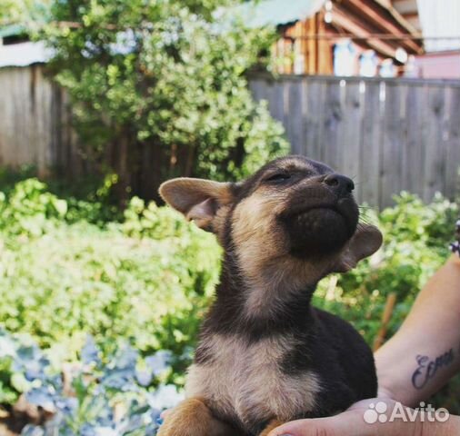 Отдаются месячные щенята