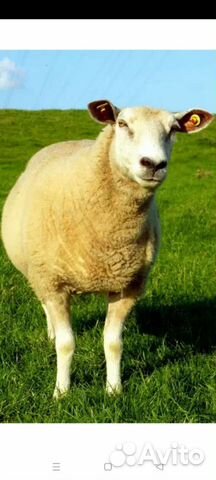 Овцы котные