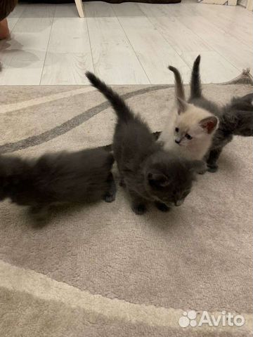 Котята