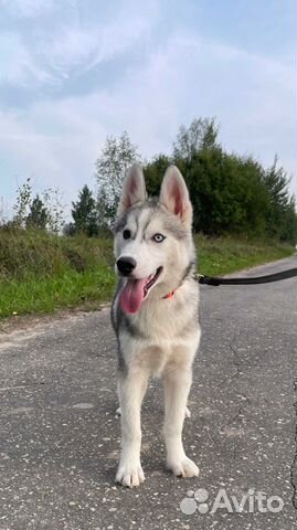 Серо-белый мальчик хаски РКФ