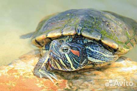 Красноухая черепаха