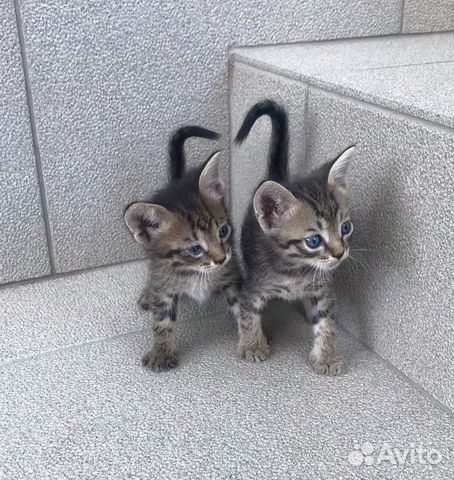 Тигровые котики