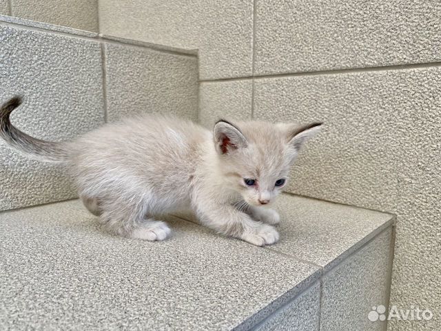 Котик редкого окраса