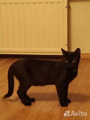 Кошечка в добрые руки