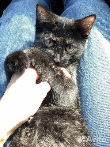 Котенок, девочка найдена в электричке