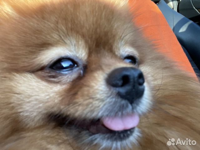 Немецкий шпиц вязка