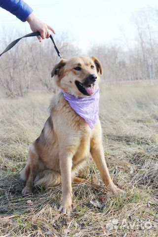 Собака бесплатно. Лиза ищет дом