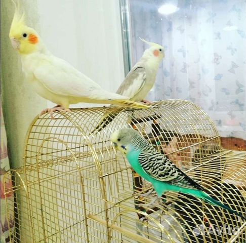 Попугай корелла птенец