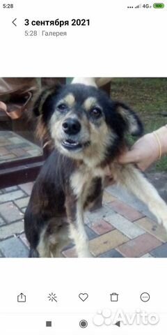 Ищу прежнх/новых хозяев маленькой собачке