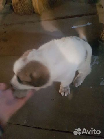 Бесплатно отдам. Собака в добрые руки щенок алабай