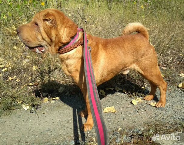 Шарпей Бакс в надежные руки