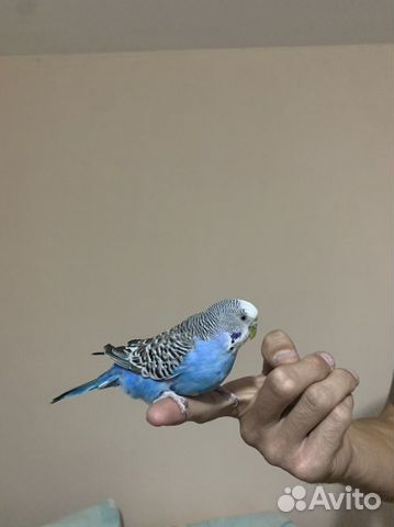 Волнистые папугаи пара