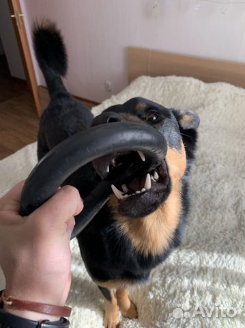 Собака