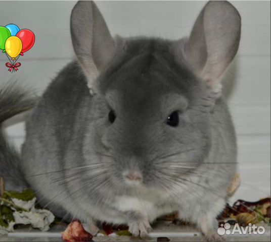 Отдаются в добрые ручки шиншиллы