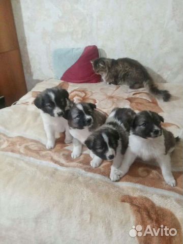 Собаки