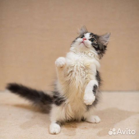 Котенок мальчик в добрые руки