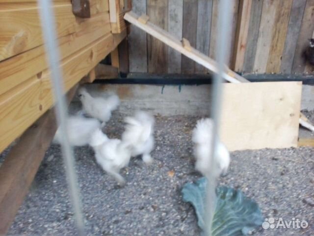 Цыплята китайской шелковой породы