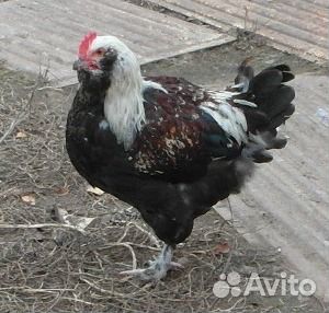 Продам молодых петушков