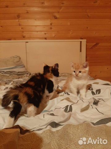 Котята в добрые руки бесплатно