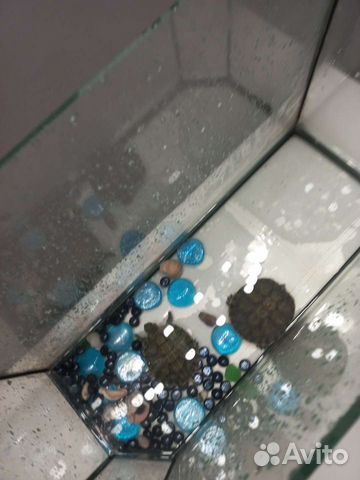 Аквариум с черепашками