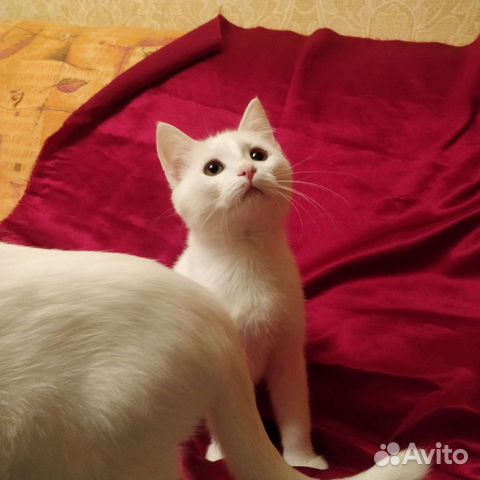 Котёнок ищет дом