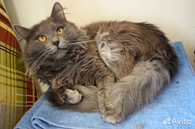 Кот Грей 1,5 года нибелунг
