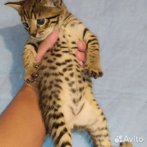 Саванна котик ф5